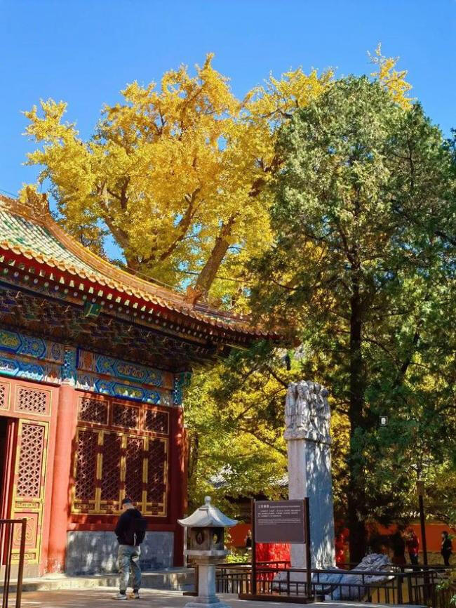 北京14个银杏打卡地 带你看看秋天的北京有多美~ - 人在温哥华网 VanPeople.com
